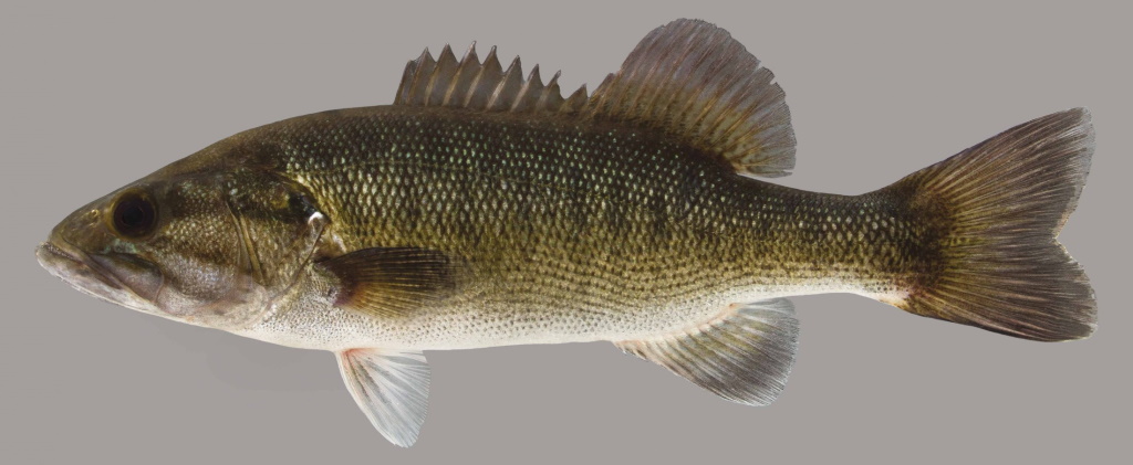 Best Place to Catch Shoal Bass - Pick the Right Spot